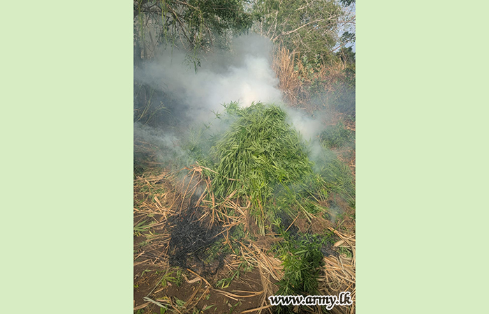 Military Intelligence Lead to Major Drug Seizures | Sri Lanka Army
